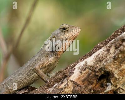 Asian Gecko on a parasitic tree branch Stock Photo - Alamy