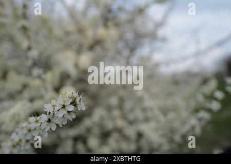 Close up of the centre of a small hawthorn tree (crataegus monogyna ...