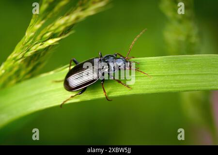 European Gazelle Beetle (Nebria brevicollis Stock Photo - Alamy