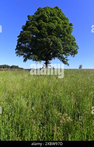 Krasna, Czech Republic. 12th June, 2024. More than a hundred-year-old ...