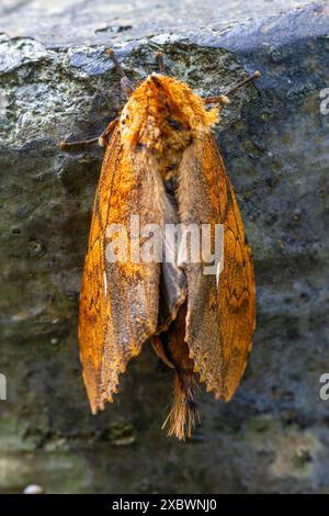 A close-up of a Dudusa synopla moth (also known as the Assamese ...
