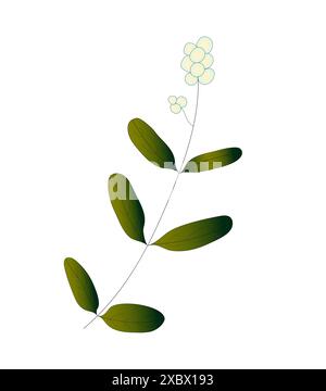 Snowberry branch with white berries and leaves. Line art is a simple ...