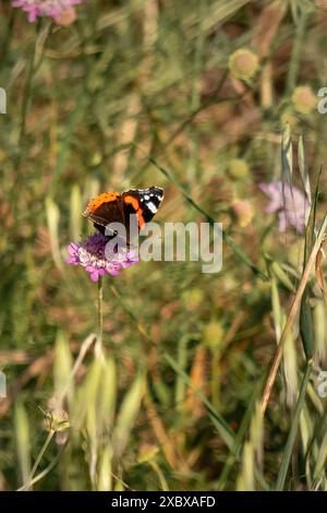 Vanessa atalanta, red admiral, is a beautiful butterlfy with black ...