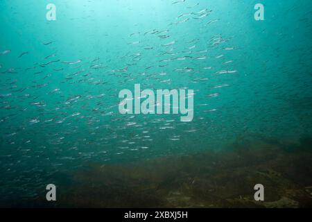 School of surf-smelt in the Pacific Northwest, Canada Stock Photo - Alamy