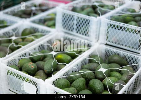 Sorted ripe avocados packed in boxes at fruit farm Stock Photo - Alamy