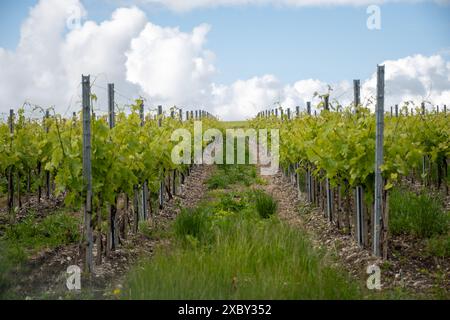 Summer on vineyards of Cognac white wine region, Charente, white ugni ...