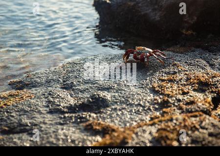 Sally Lightfoot Crabs in tidal pools in the Galapagos Islands Stock ...