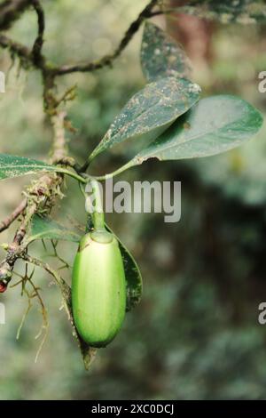Clusia sp Clusia sp Stock Photo - Alamy