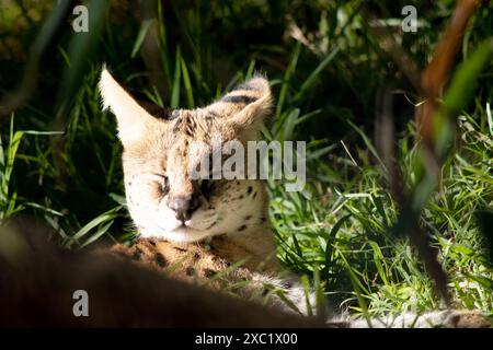The serval is a wild cat with black spots on a gold body Stock Photo ...