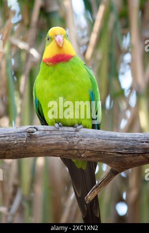 the superb parrot has a green body with red under its neck and yellow ...