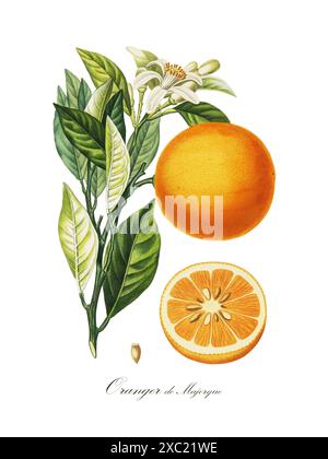 Colorful vintage botanical illustration of Oranger de Genes from the ...