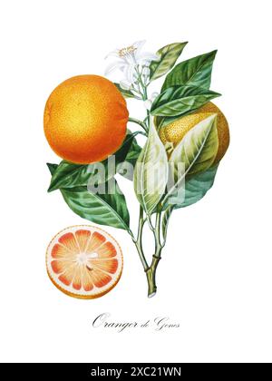 Colorful vintage botanical illustration of Oranger de Majorque from the ...