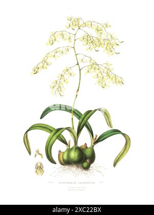 Colorful vintage botanical illustration of Epidendrum erubescens orchid ...