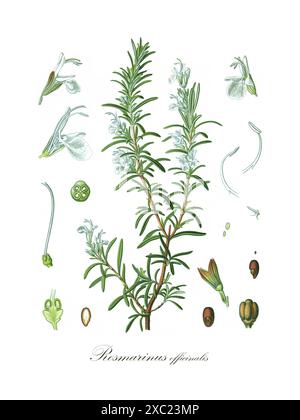 Colorful vintage botanical illustration of Rosmarinus officinalis ...