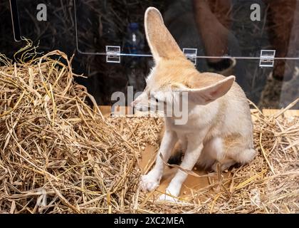 Arabian red fox or Fennec fox or desert fox, cute little fox and tiny ...