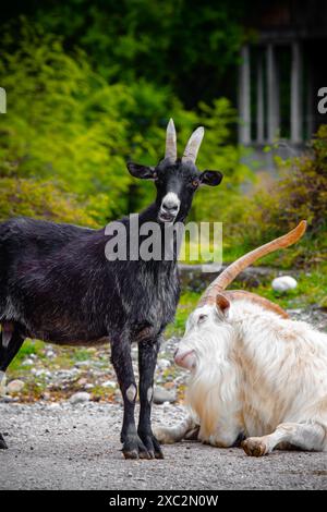 Black and white goat fur close-up texture with striped animal coat ...