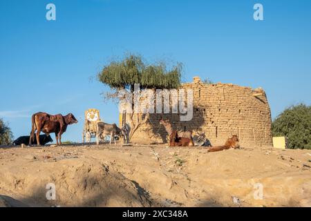 old small loam farm house at the desert thar with tree and camels and ...