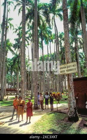 Palm trees in Palmentuin Park in Paramaribo Surinam Stock Photo - Alamy