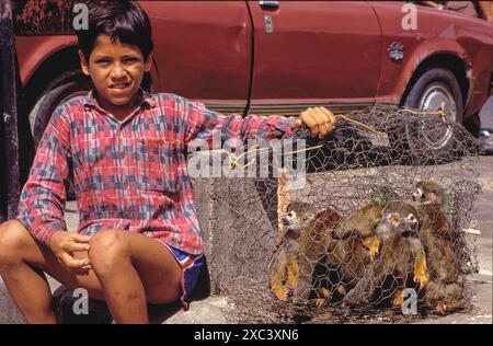 Suriname Paramaribo Street Selling of squirrel monkeys and parrots ...