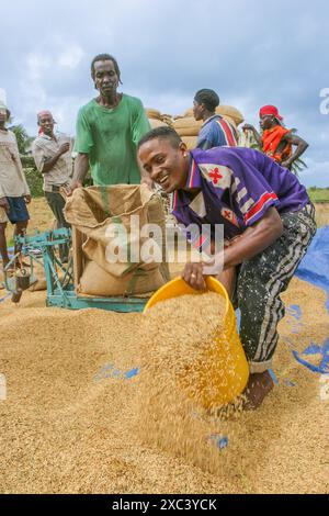 Suriname, Nickerie. Men bag the rice harvest for transport Stock Photo ...