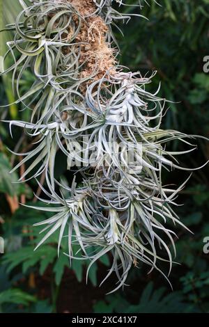 Tillandsia (air plant), an epiphytic species, growing on host plants in ...