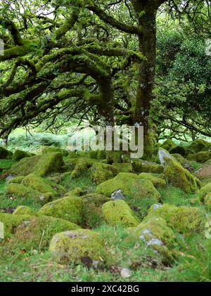 Fingest Woods, Ancient Oak Forest, Near Two Bridges, Dartmoor, Devon ...