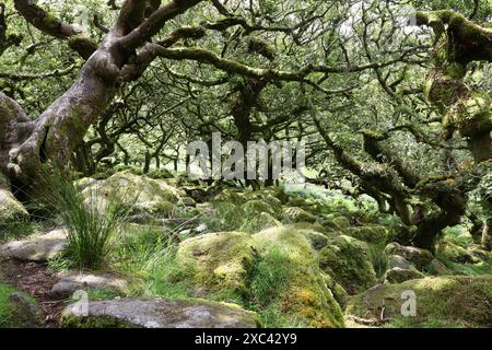 Fingest Woods, Ancient Oak Forest, Near Two Bridges, Dartmoor, Devon ...