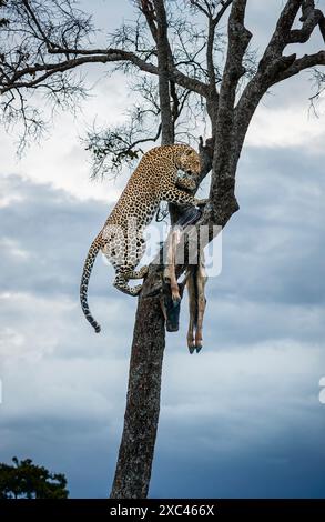 Leopard climbing a tree to reach his prey in Kruger National park ...