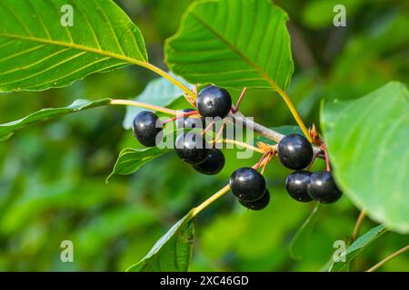 Leaves and fruits of the medicinal shrub Frangula alnus, Rhamnus ...