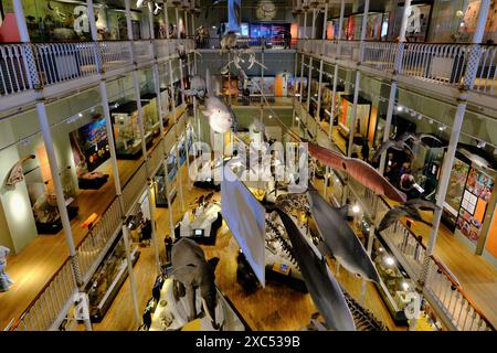 Natural World Galleries inside of National Museum of Scotland.Edinburgh ...