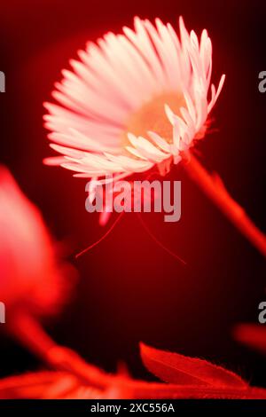 Hidden red insect Stock Photo - Alamy