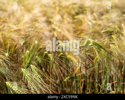 Getreidefeld, Gerstenfeld, Feld mit Gerste mit langen Grannen vor ...
