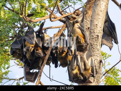 Largest of the fruit bat family, large numbers of Pemba Flying Fox ...