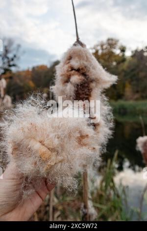 Hand holding autumnal reeds cattail fluff by riverside, adding personal ...