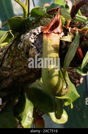 The Splendid Pitcher Plant, Nepenthes truncata, Nepenthaceae ...