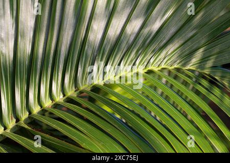 Bottle Palm (Hyophorbe lagenicaulis) Plantae Stock Photo - Alamy