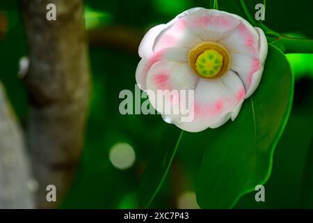 Prime examples of lush tropical folliage Stock Photo - Alamy