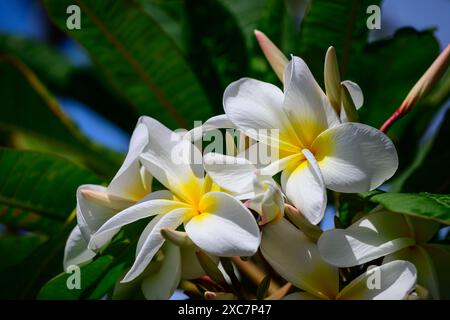 Prime examples of lush tropical folliage Stock Photo - Alamy