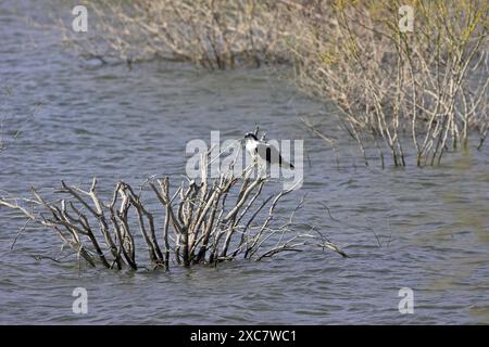Osprey Pandion haliaetus Falcon Dam State Park Lower Rio Grande Valley ...