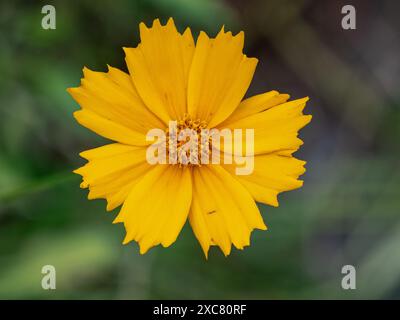 a golden cosmos flower blooms along a roadside in Yokohama, Japan Stock ...