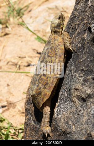 The Pancake Tortoise is endemic to the granite outcrops regions of East ...