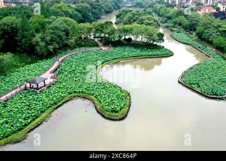Visitors enjoy the blooming lotus flowers at Purple Bamboo Park in ...