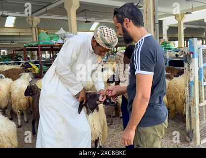 QATAR EID AL-ADHA PREPARATION 2025 A general view of the livestock ...