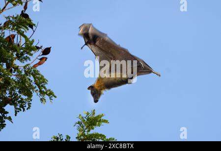 the largest of the African MacroChiroptera, the Pemba Flying Fox arrive ...