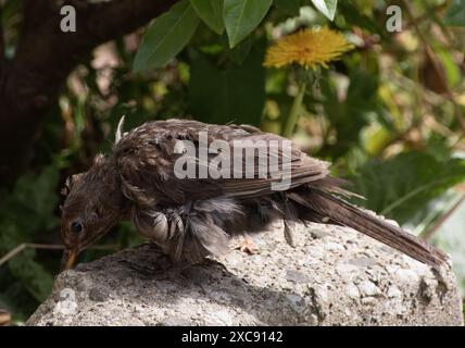 Moulting Black bird in summer molt molting Stock Photo - Alamy