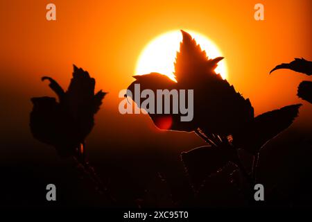 Sun and Shadow of red Hibiscus rosa-sinensis Stock Photo - Alamy