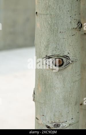 Eye of a tree Stock Photo - Alamy
