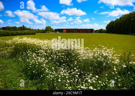 Verges and areas around Eastleigh Leisure centre are left to grow to ...