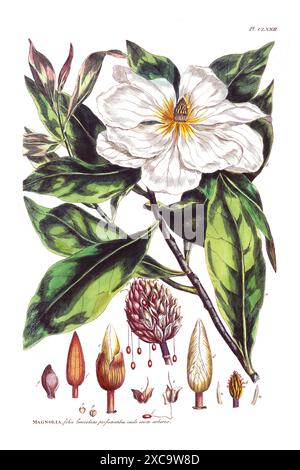 . Flowers, fruits and leaves. Botany; Flowers; Seeds; Leaves. IV ...