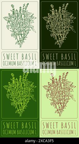 Vector drawing GREAT BASIL. Hand drawn illustration. The Latin name is ...